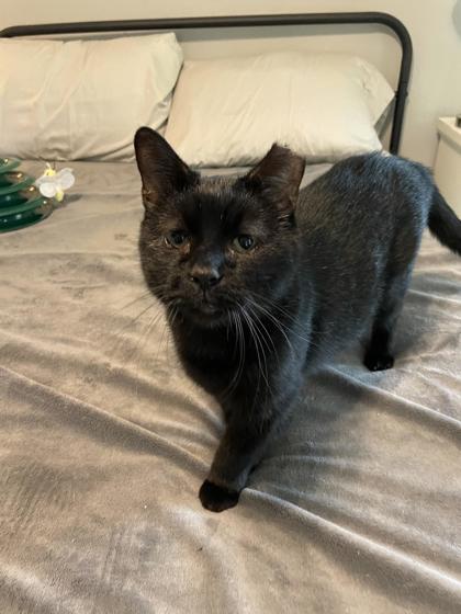 Adopt Cats | Oklahoma Humane Society