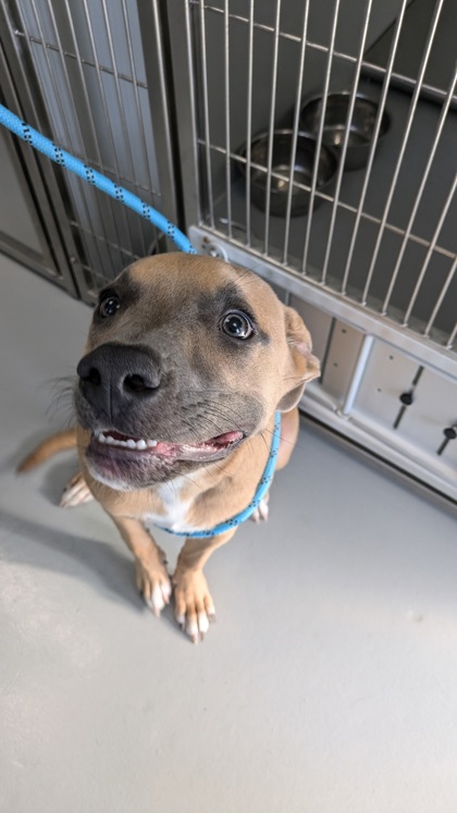 Adopt Dogs | Oklahoma Humane Society