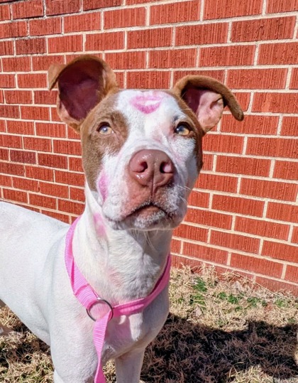 Adopt Dogs | Oklahoma Humane Society