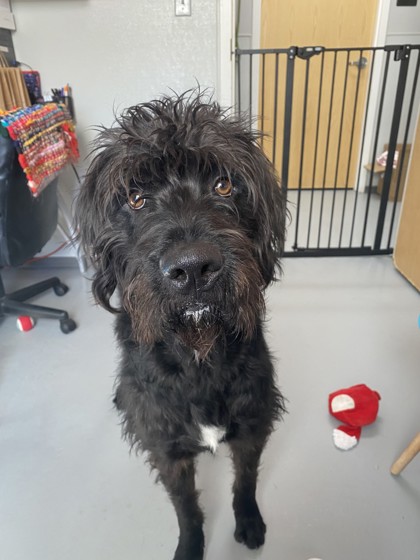 Adopt Dogs | Oklahoma Humane Society