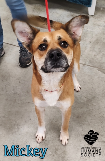 Available Dogs For Adoption | Licking County Humane Society | Heath, OH