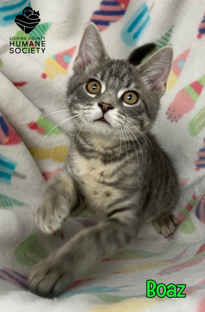 Available Cats For Adoption | Licking County Humane Society | Heath, OH
