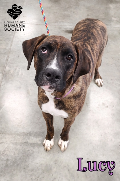 Available Dogs For Adoption | Licking County Humane Society | Heath, OH