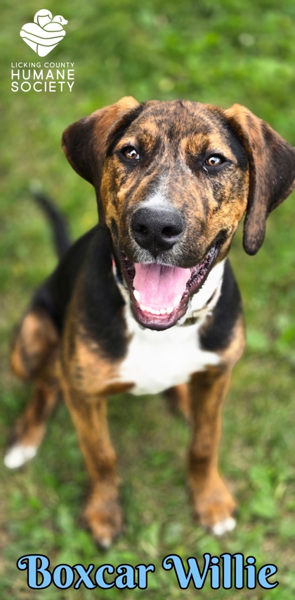 Available Dogs For Adoption | Licking County Humane Society | Heath, OH