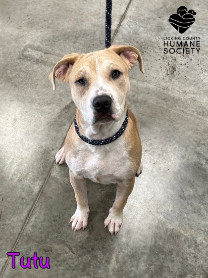 Available Dogs For Adoption | Licking County Humane Society | Heath, OH