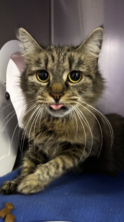 Cats Available For Adoption – Fredericton SPCA