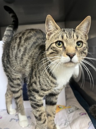 Cats Available For Adoption – Fredericton SPCA