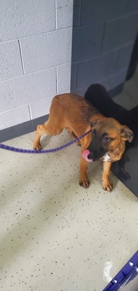 Adopt Dogs | Yavapai Humane Society