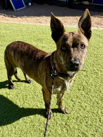 Adopt Dogs | Yavapai Humane Society