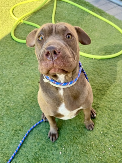 Adopt Dogs | Yavapai Humane Society