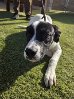 Adopt Dogs | Yavapai Humane Society