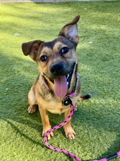 Adopt Dogs | Yavapai Humane Society