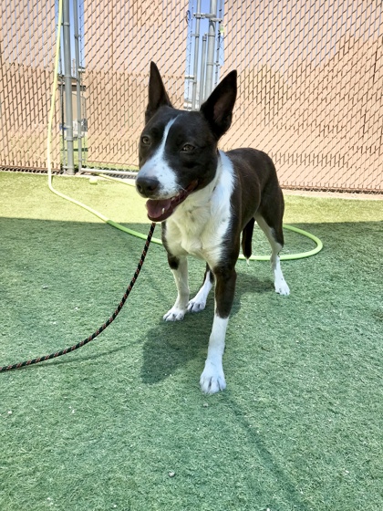 Adopt Dogs | Yavapai Humane Society