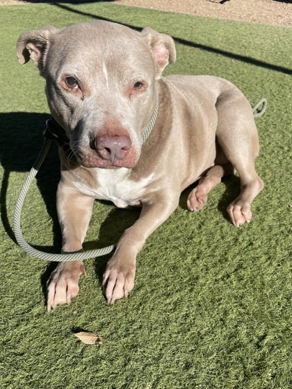 Adopt Dogs | Yavapai Humane Society