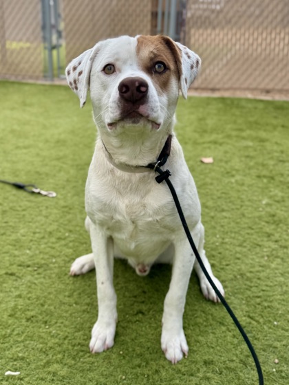 Adopt Dogs | Yavapai Humane Society