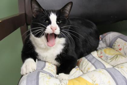 Humane Society of Manatee County Adopt a loving Cat | Humane Society of ...