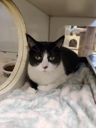 Humane Society of Manatee County Adopt a loving Cat | Humane Society of ...