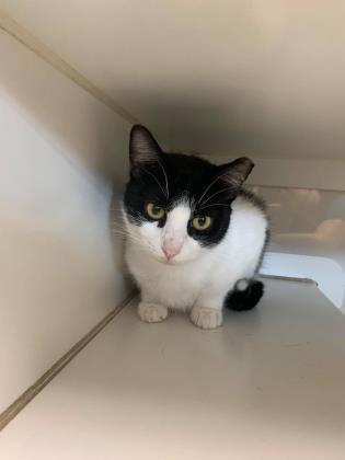 Humane Society of Manatee County Adopt a loving Cat | Humane Society of ...