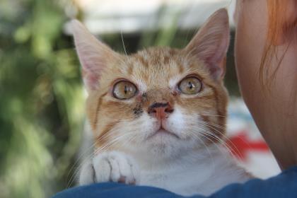 Humane Society of Manatee County Adopt a loving Cat | Humane Society of ...