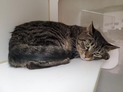 Humane Society of Manatee County Adopt a loving Cat | Humane Society of ...