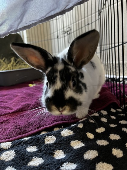 Tina - Ontario SPCA