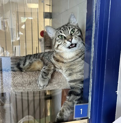 Pharaoh - Ontario SPCA