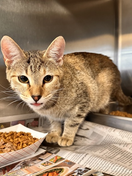 24Petconnect: Lost, Found, and Adoptable Animals