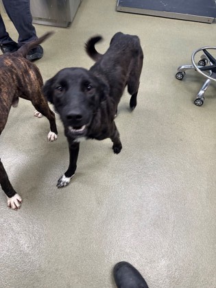 24Petconnect: Lost, Found, and Adoptable Animals