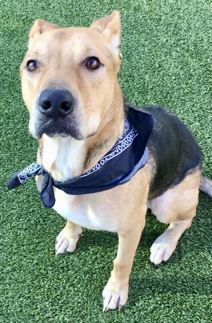 24Petconnect: Lost, Found, and Adoptable Animals