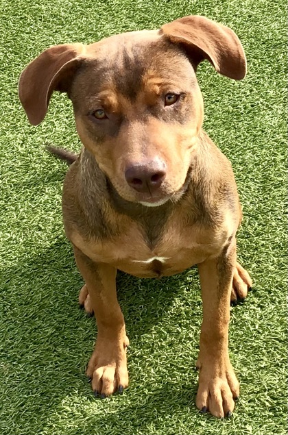 24Petconnect: Lost, Found, and Adoptable Animals