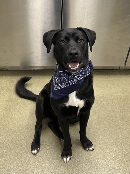 24Petconnect: Lost, Found, and Adoptable Animals
