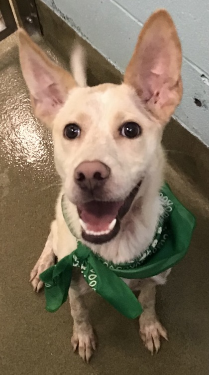 24Petconnect: Lost, Found, and Adoptable Animals