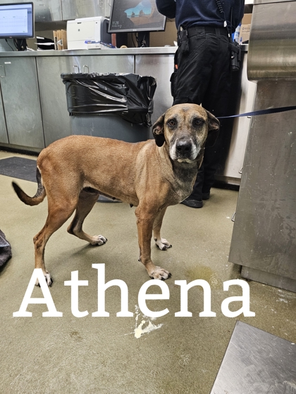 24Petconnect: Lost, Found, and Adoptable Animals