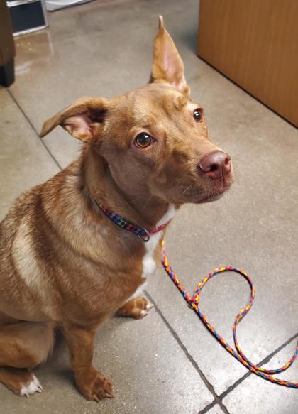 24Petconnect: Lost, Found, and Adoptable Animals