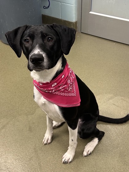 24Petconnect: Lost, Found, and Adoptable Animals