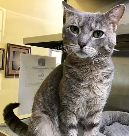 24Petconnect: Lost, Found, and Adoptable Animals
