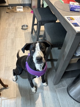 Adopt - Roice-Hurst Humane Society