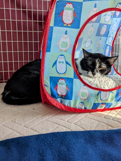 Adopt - Roice-Hurst Humane Society