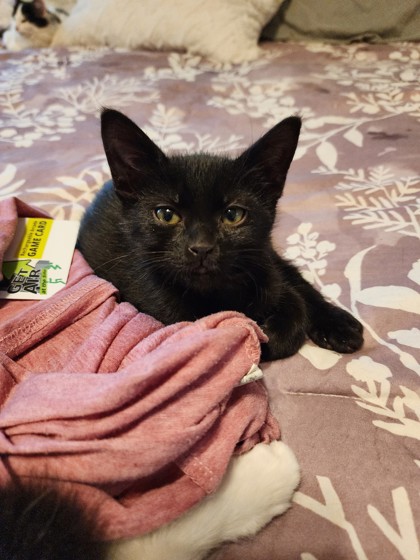 Adopt - Roice-Hurst Humane Society