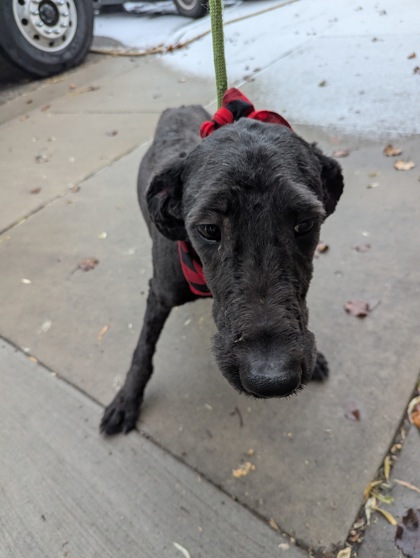 Adopt - Roice-Hurst Humane Society
