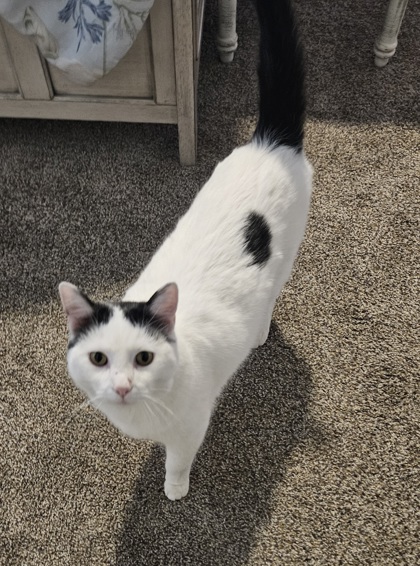 Adopt - Roice-Hurst Humane Society