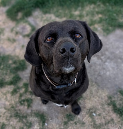 Adopt - Roice-Hurst Humane Society