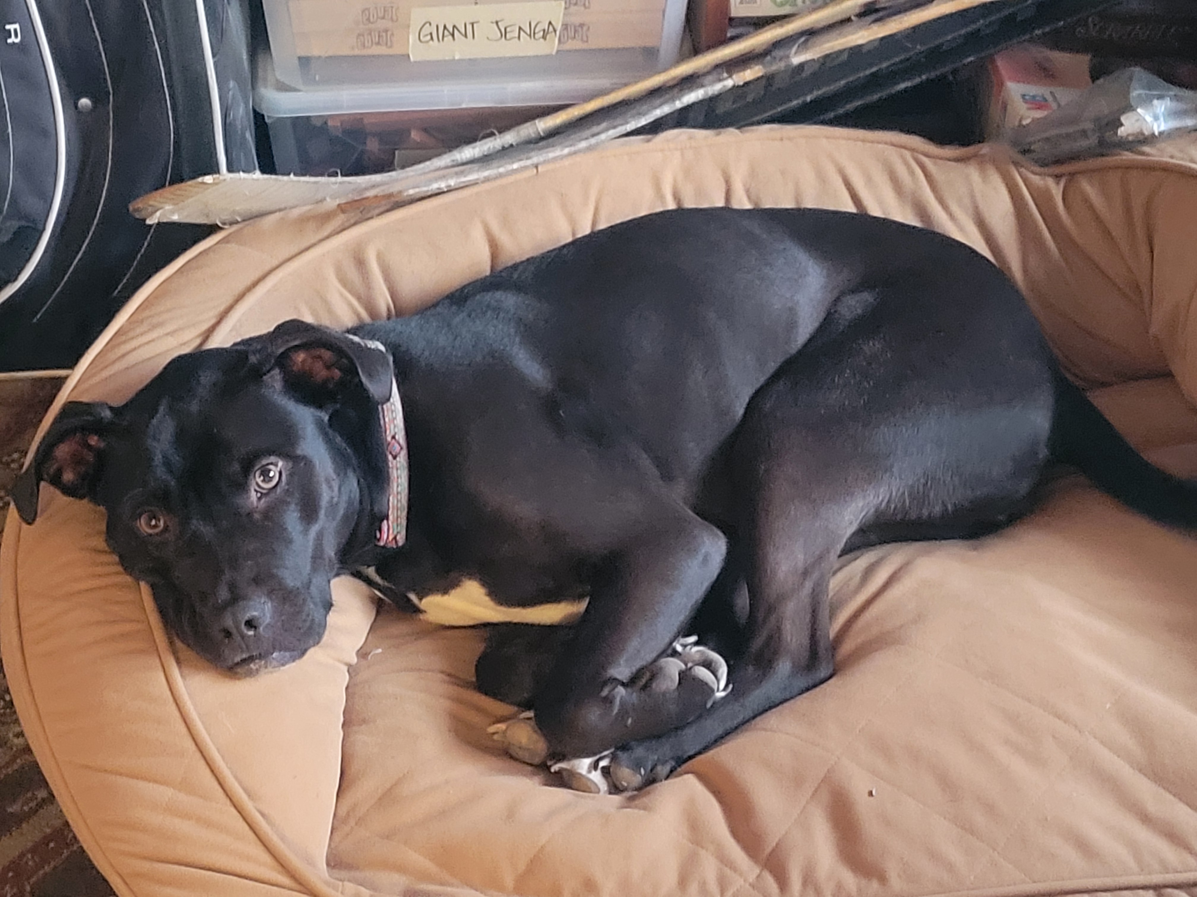 Adopt - Roice-Hurst Humane Society