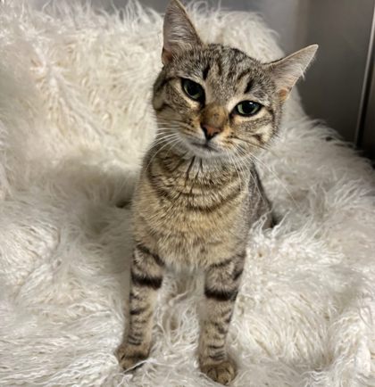 Pets - Horry County SC.Gov