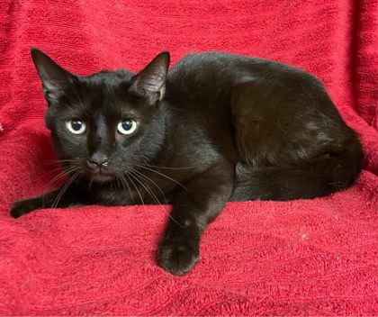 Pets - Horry County SC.Gov