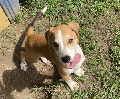 Pets - Horry County SC.Gov