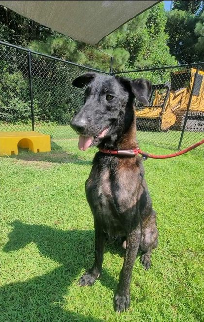 Pets - Horry County SC.Gov