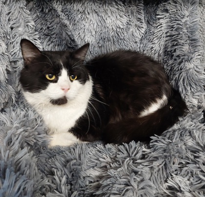 Pets - Horry County SC.Gov