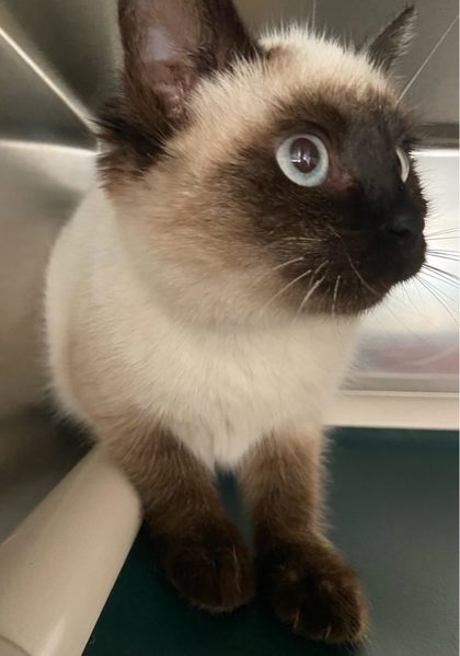 Pets - Horry County SC.Gov