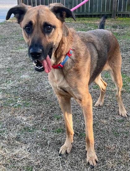 Pets - Horry County SC.Gov